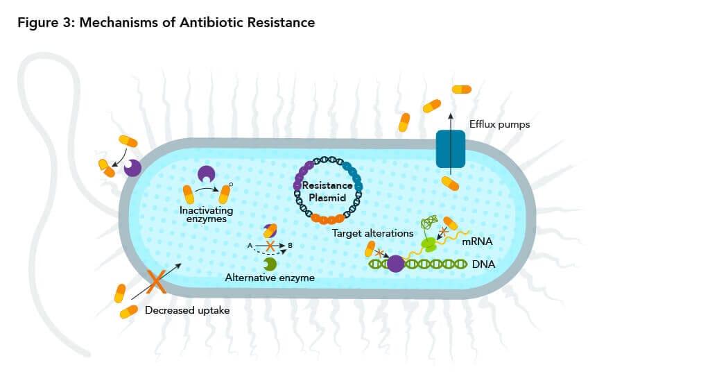 Bacteriophage Therapy: A Promising Solution to Antibiotic Resistance