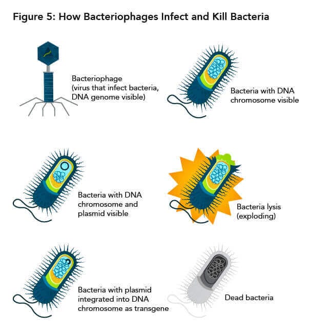 Bacteriophage Therapy: A Promising Solution to Antibiotic Resistance