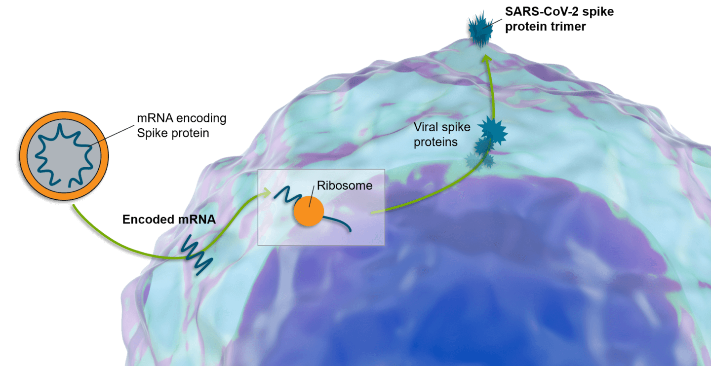 mRNA and Its Role in Clinical Research