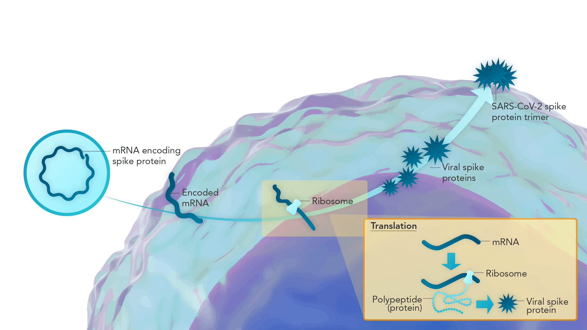 mRNA Clinical Trials: Key Regulatory Considerations
